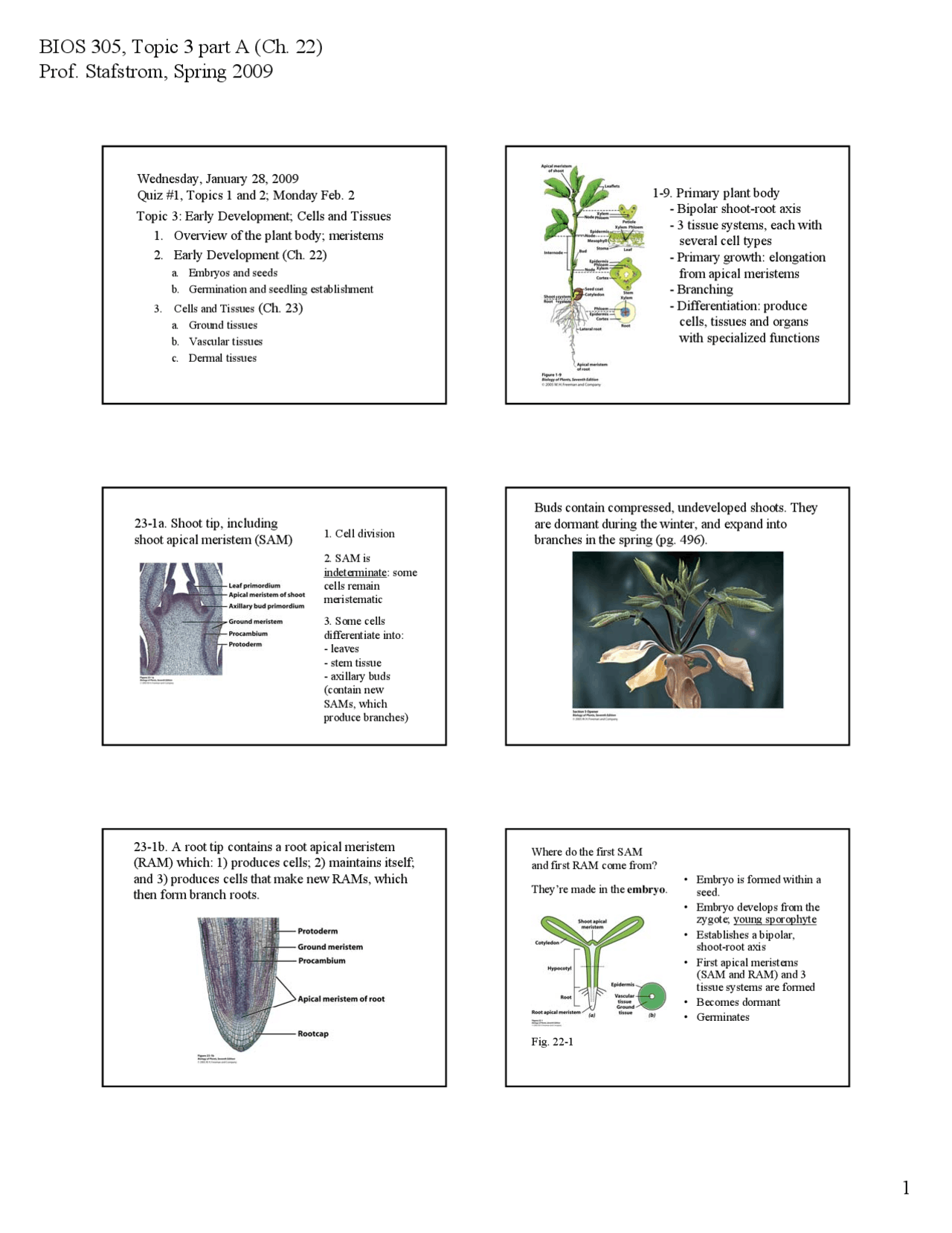 Lecture Slides On Early Development Cells And Tissues Bios 305 Docsity