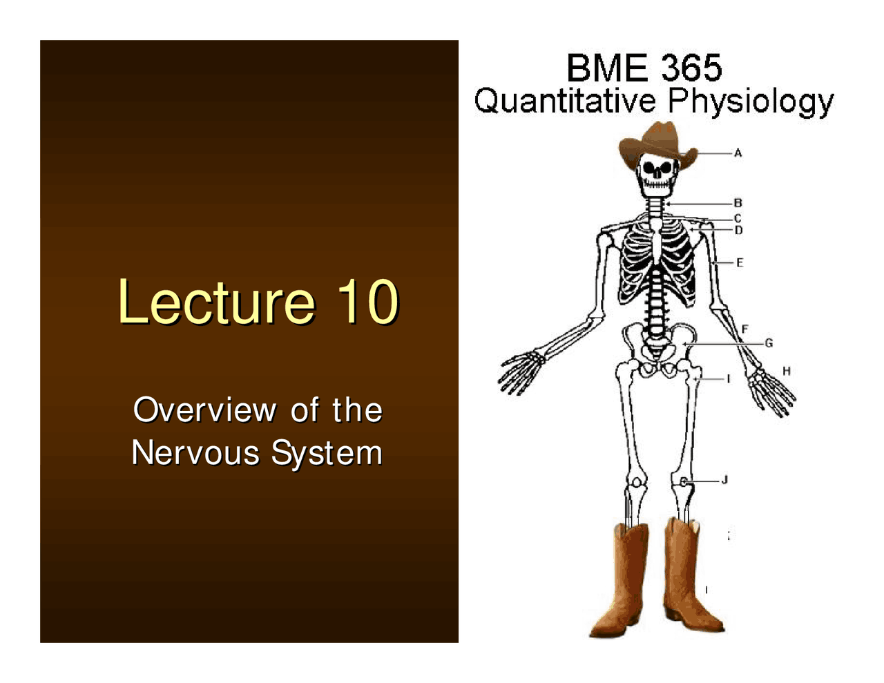 Overview Of The Nervous System Lecture Slides Bme 365r Docsity