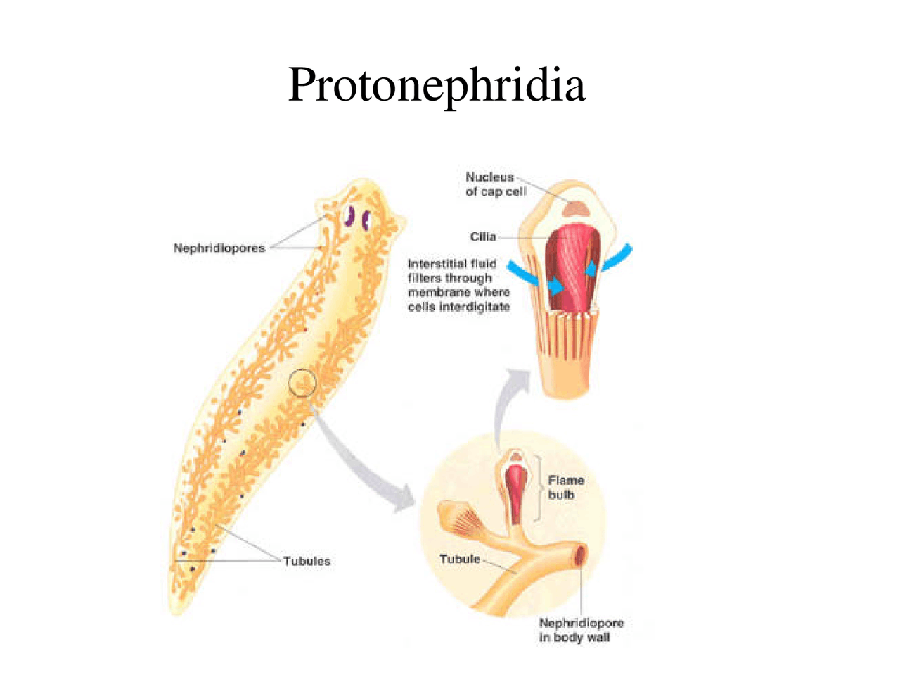 Metanephridia of Earthworm - Compare Physiology | BIL 265 - Docsity