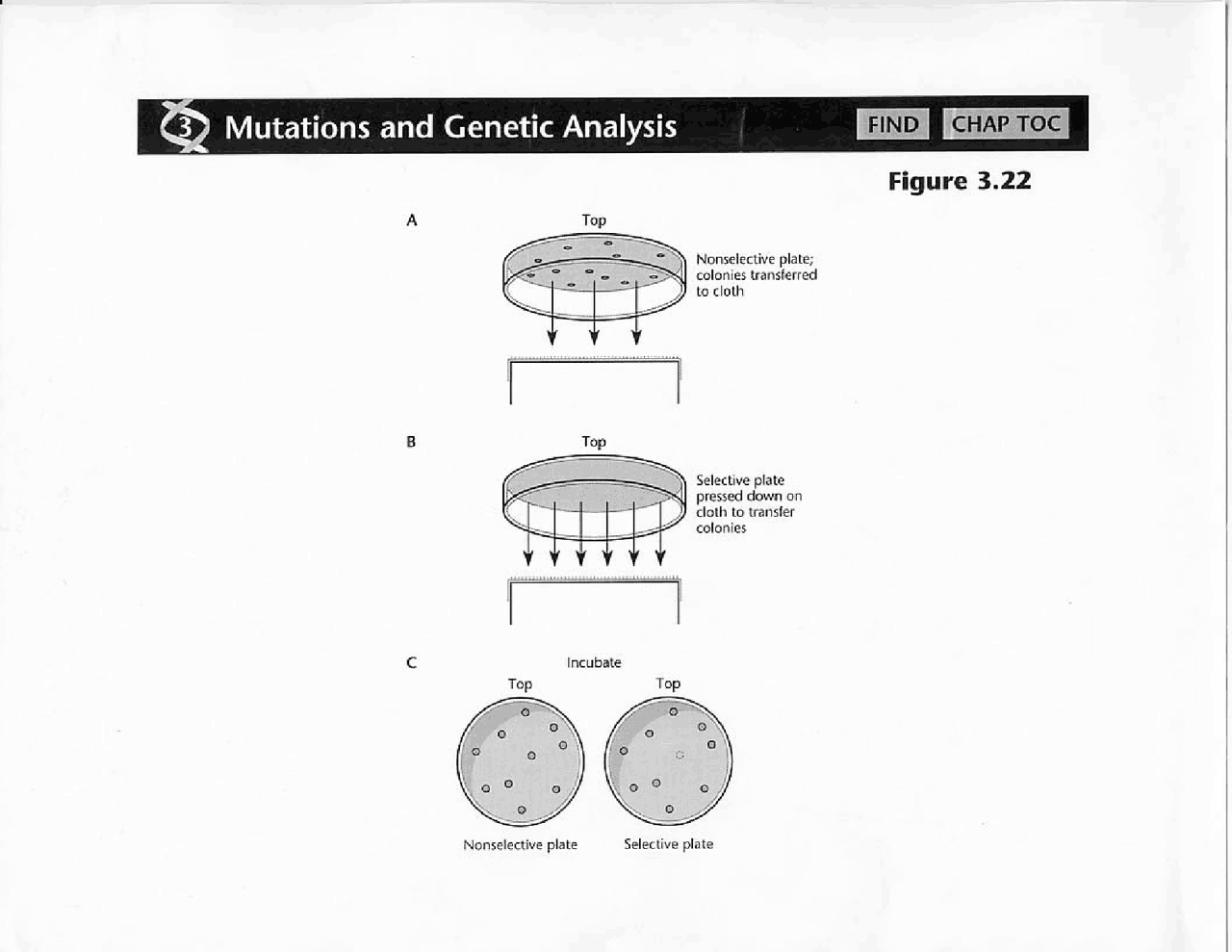 Mutations And Genetic Analysis Handwritten Notes Bio 366 Docsity