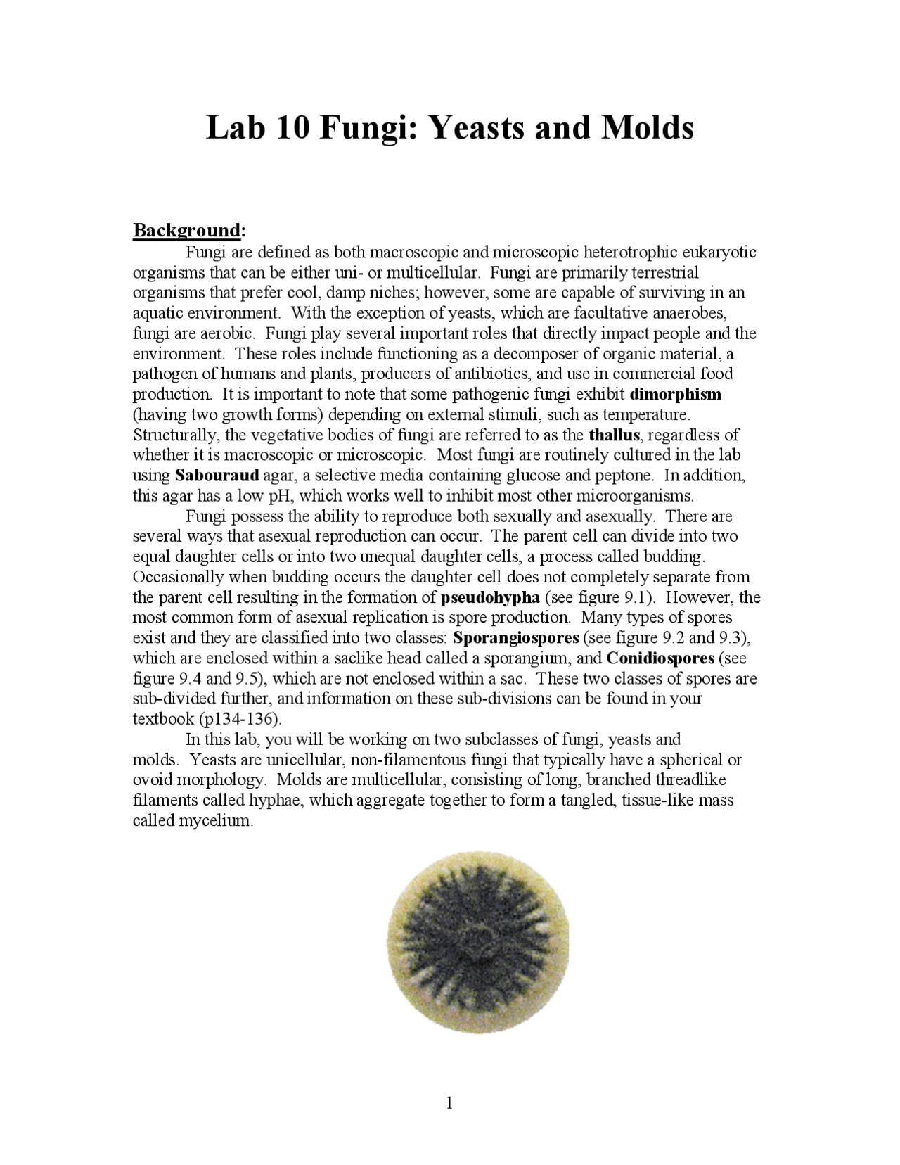 Laboratory 10 Fungi: Yeats and Molds - General Microbiology - | MIC ...