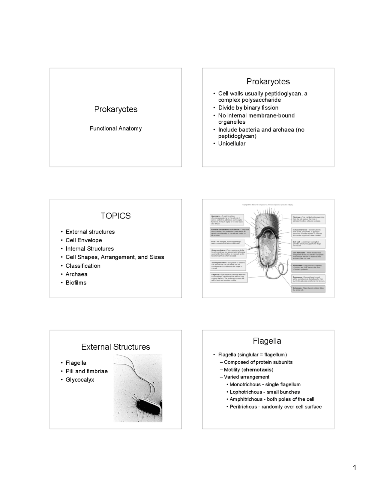 Prokaryotes General Microbiology Lecture Slides Mic 205a Docsity