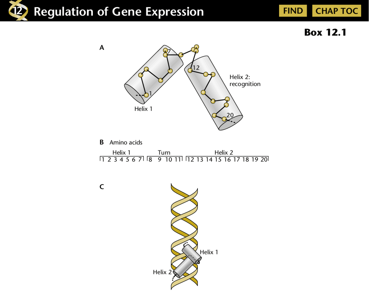 Regulation Of Gene Expression In Microbial Genetics Bio 366 Docsity