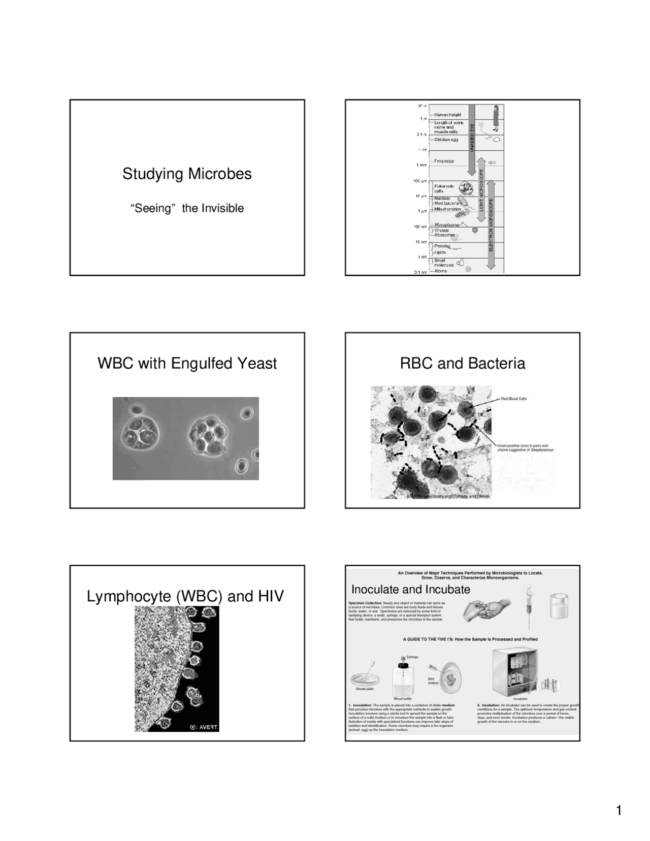 Studying Microbes, Seeing The Invisible - General Microbiology | MIC ...