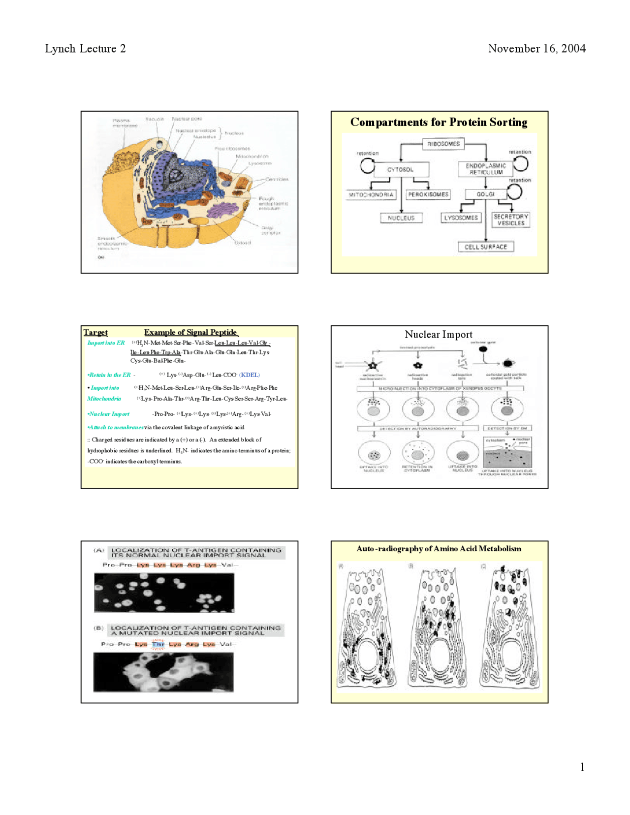 Compartments For Protein Sorting Nuclear Import Lecture Slides Bme