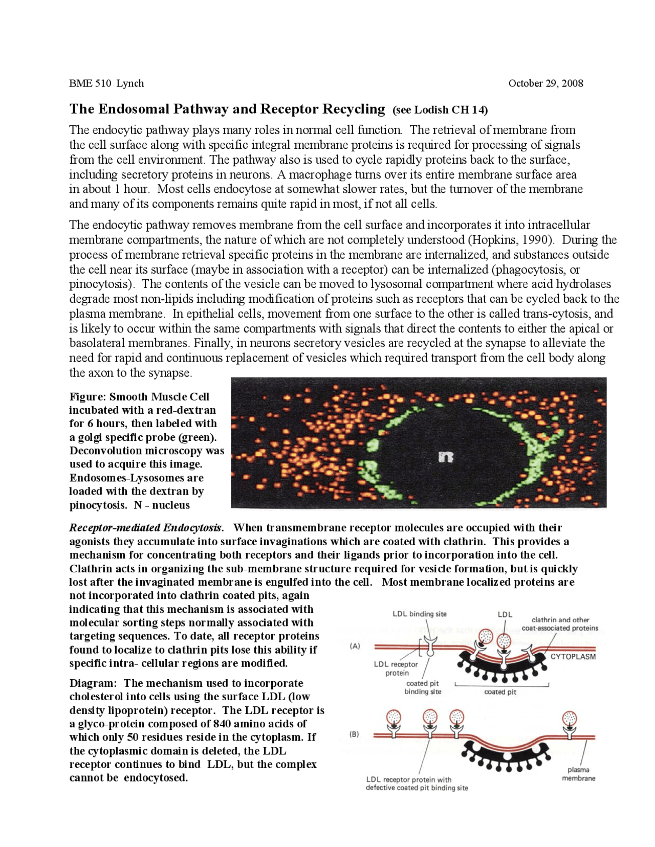 The Endosome Pathway And Receptor Recycling Lecture Notes Bme 510