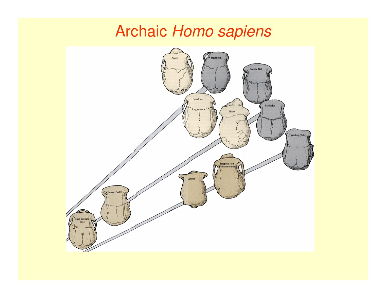 Archaic Homo Sapiens - Lecture Slides | ANTH 121 - Docsity