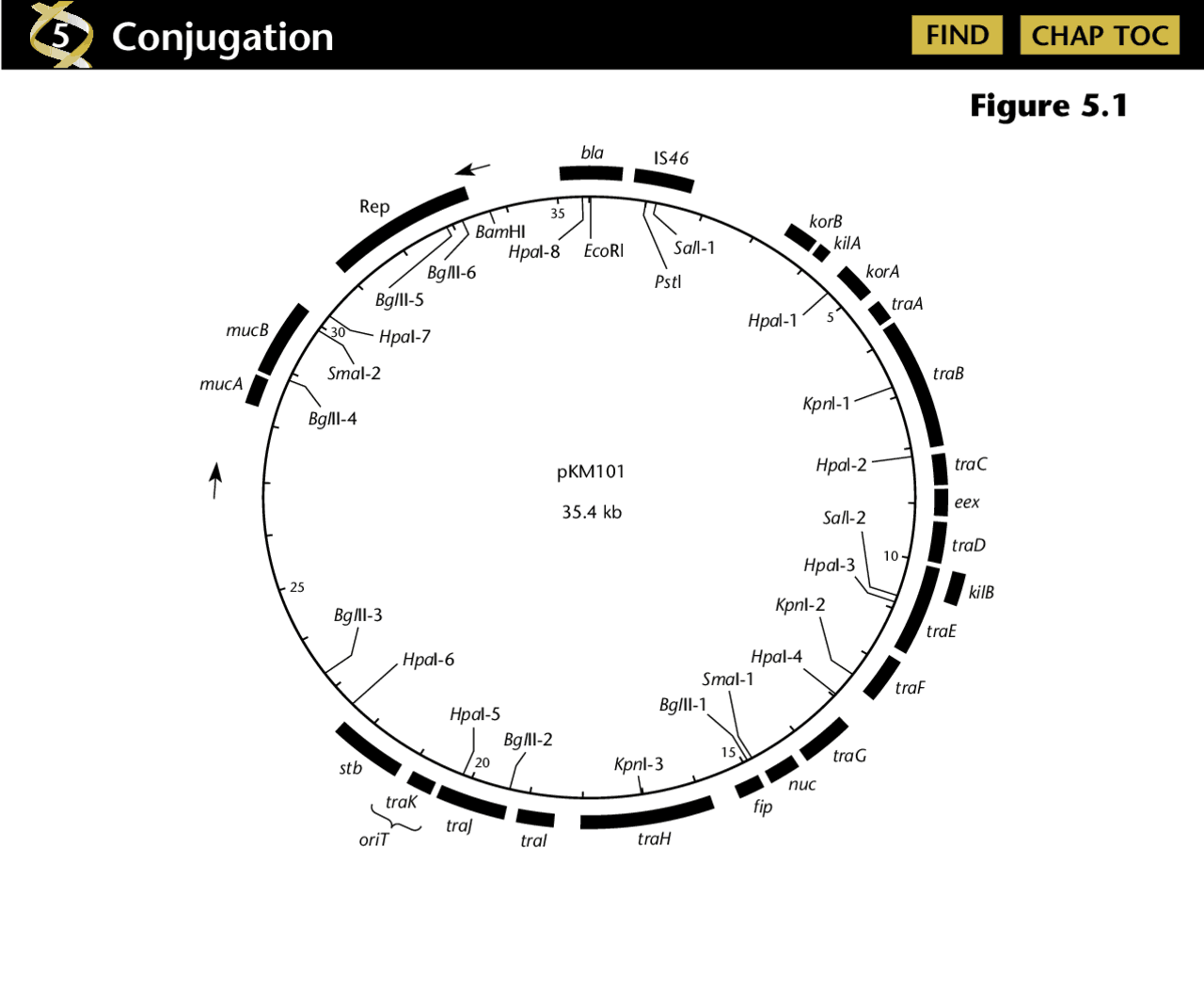 Lecture Slides on Conjugation - Microbial Genetics | BIO 366 - Docsity