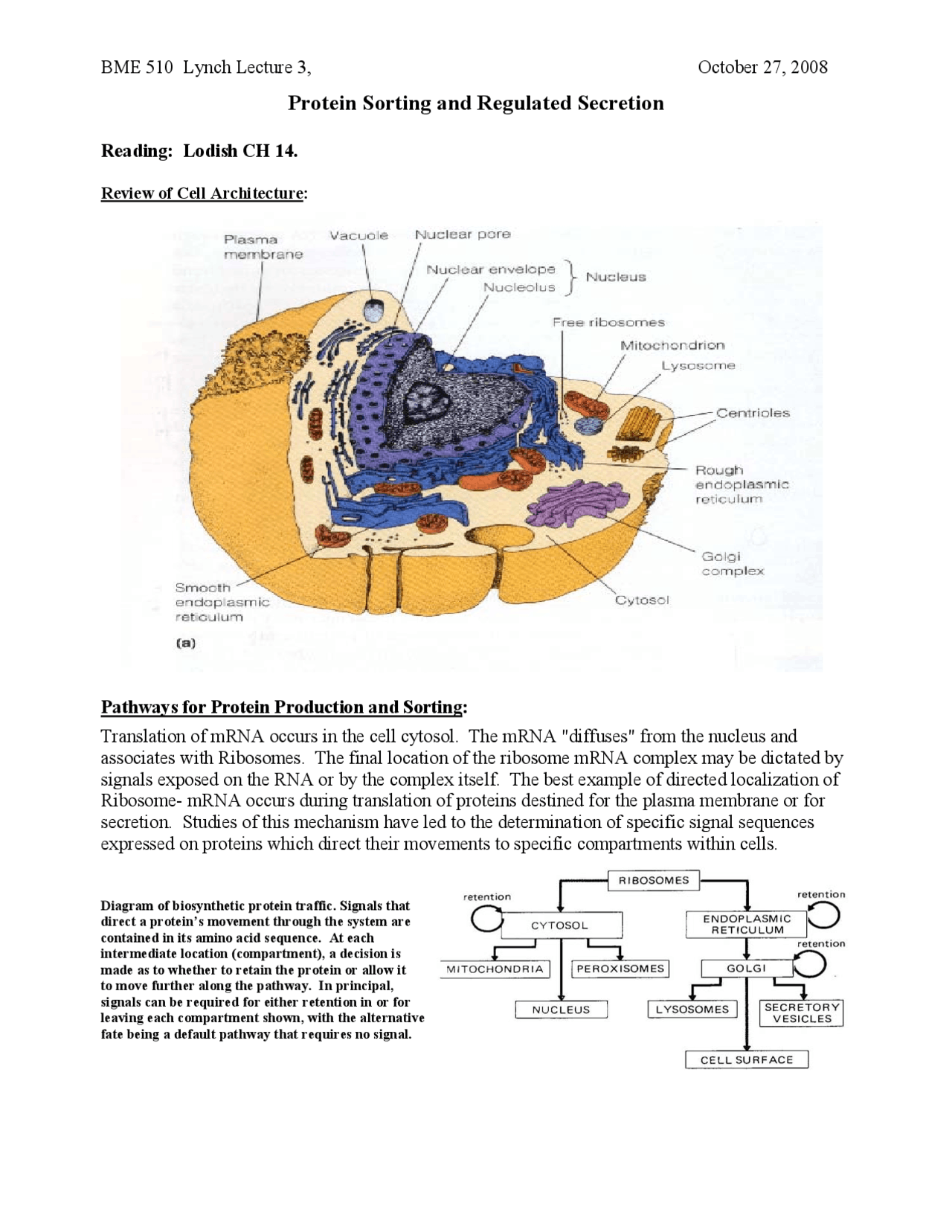 Protein Sorting And Regulated Secretion Lecture Notes Bme 510 Docsity