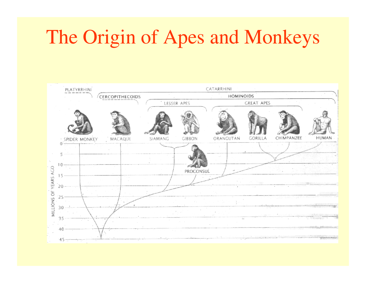 The Origin of Apes and Monkeys | ANTH 121 - Docsity