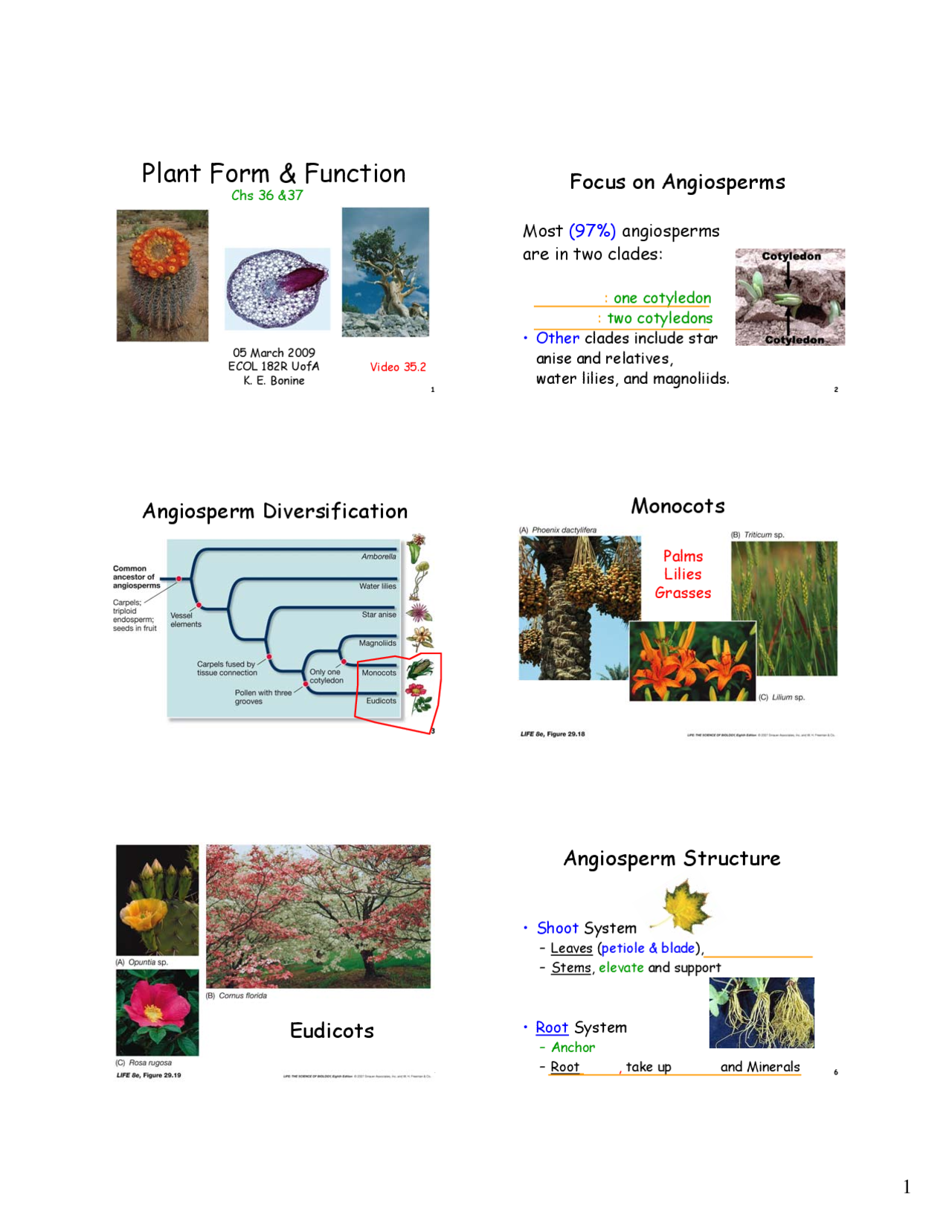 Plant Form and Functions - Introductory Biology II | ECOL 182R | Study ...