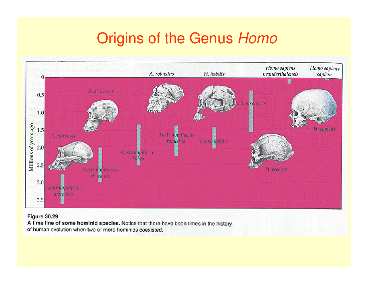 Origins of the Genus Homo - Lecture Slides | ANTH 121 - Docsity