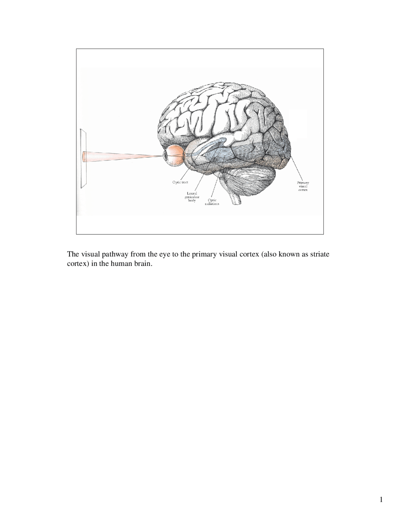 Annual Review Of Neuroscience Lecture Slides Psy 323 Docsity