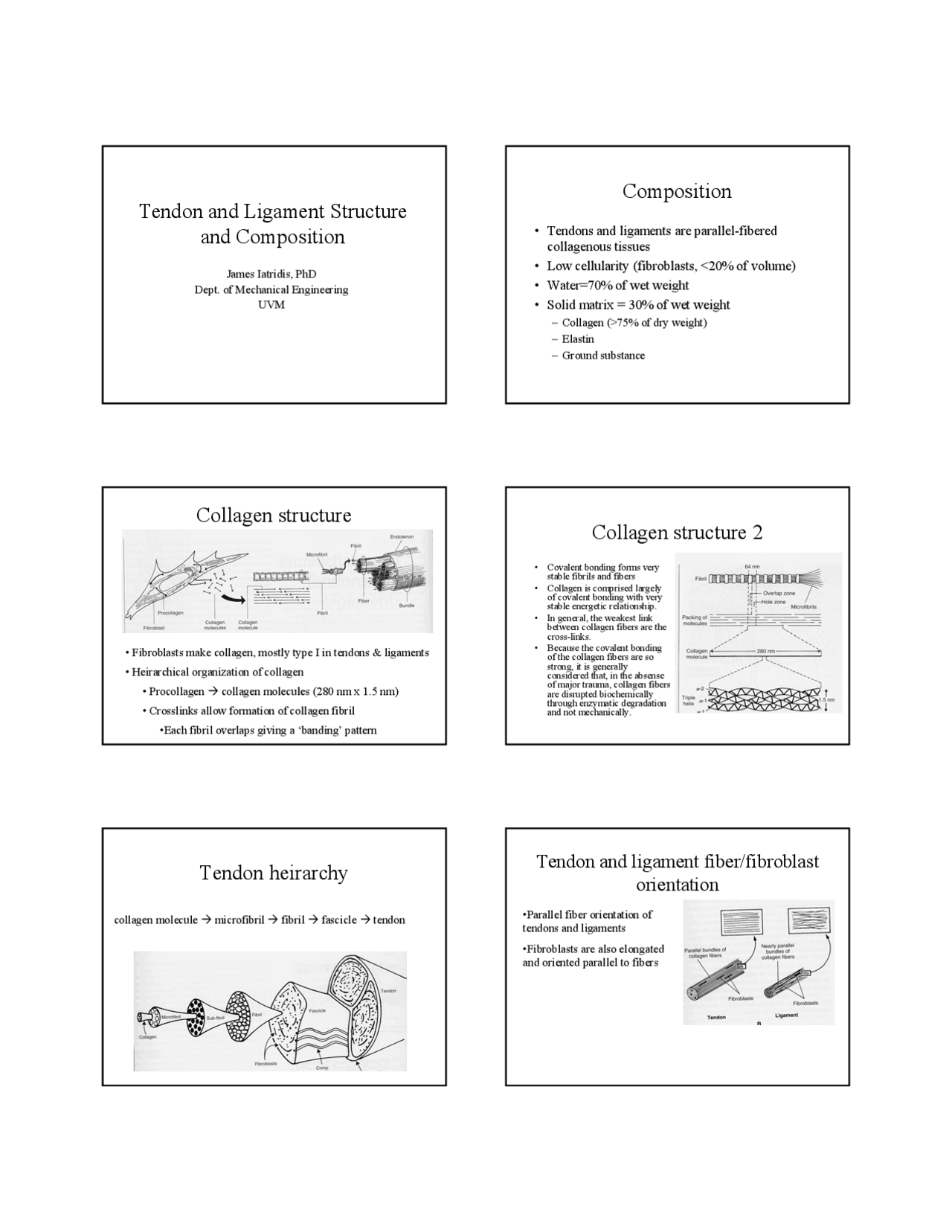 Tendon and Ligament Structure and Composition - Slides | ME 207 - Docsity