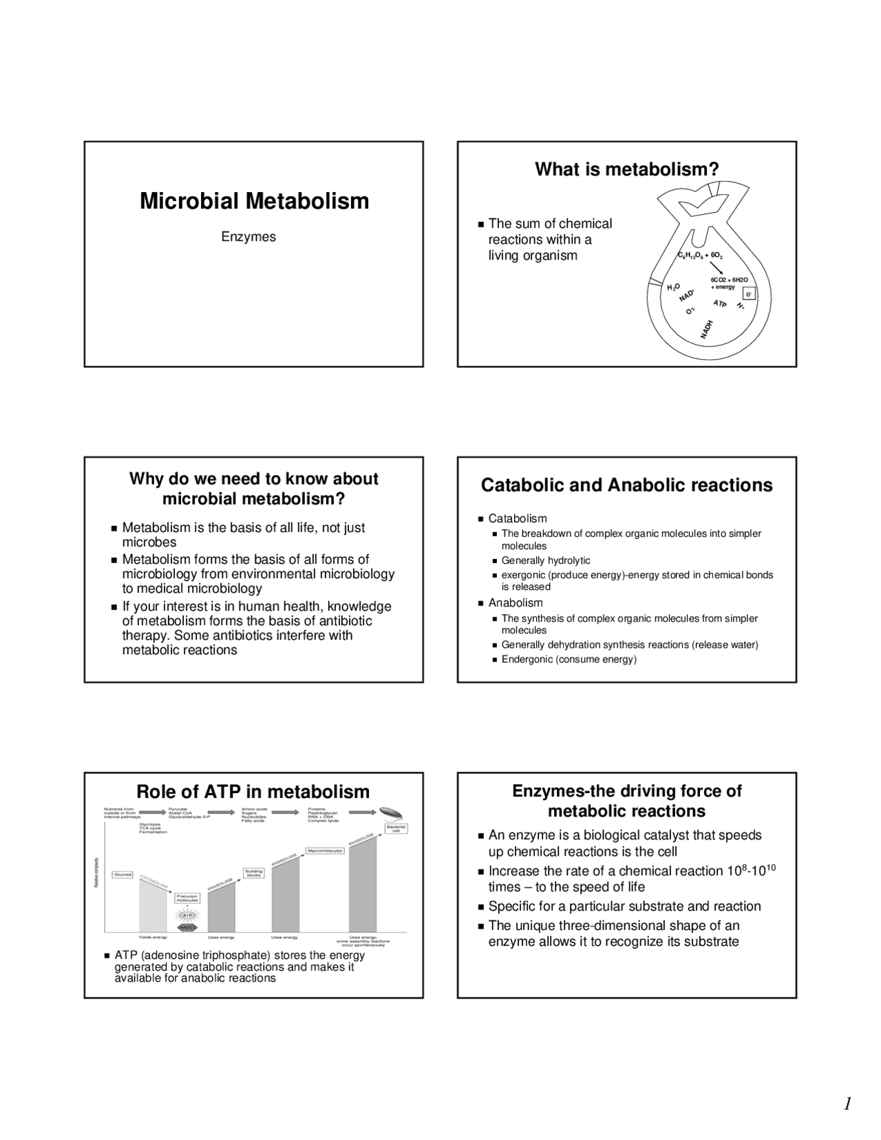 Microbial Metabolism Enzymes General Microbiology Lecture Notes
