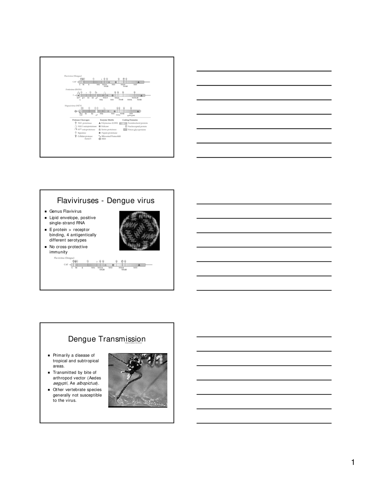 Lecture Slides On Flaviviruses Dengue Virus Mic 433 Docsity