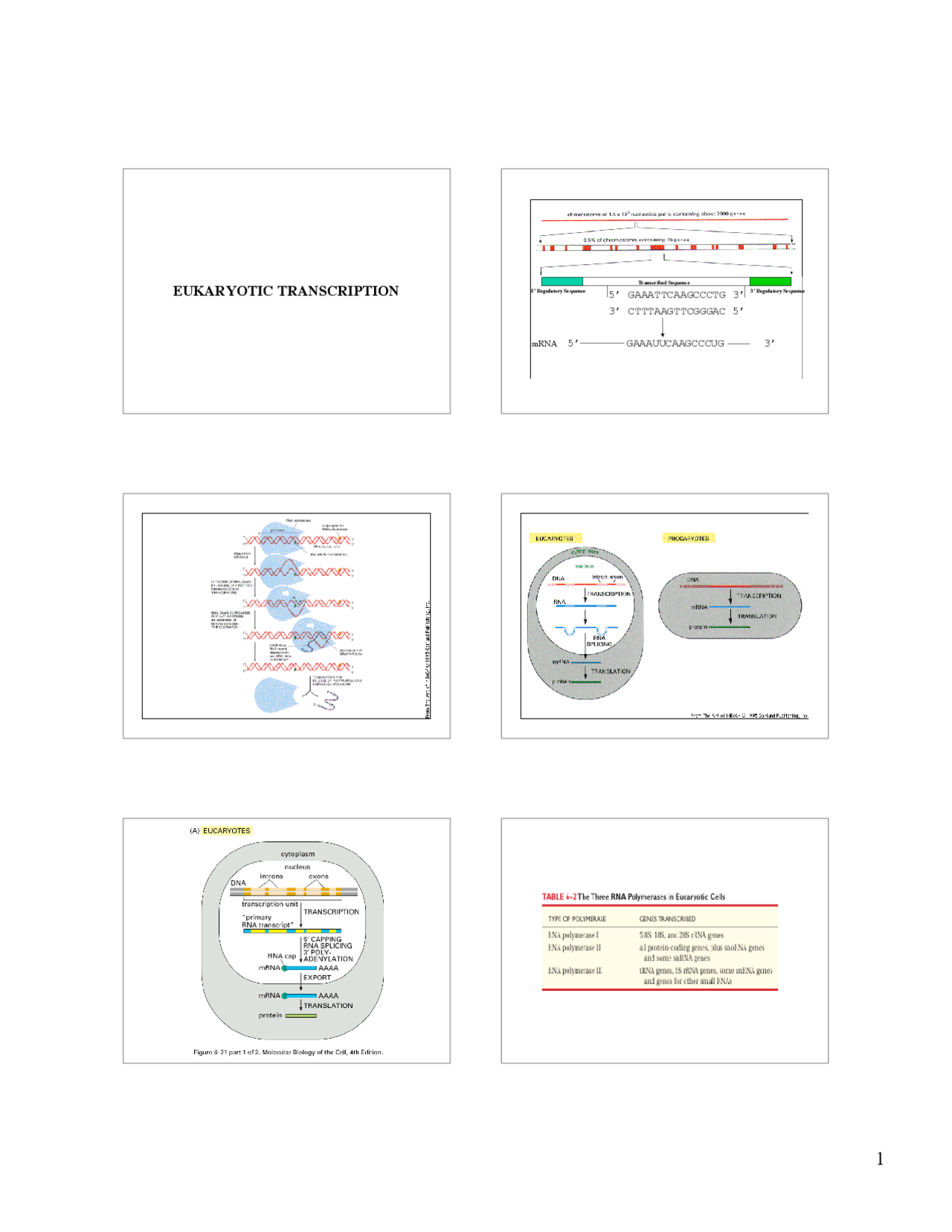 Lecture Slides On Eukaryotes Transcription Mcb 411 Docsity