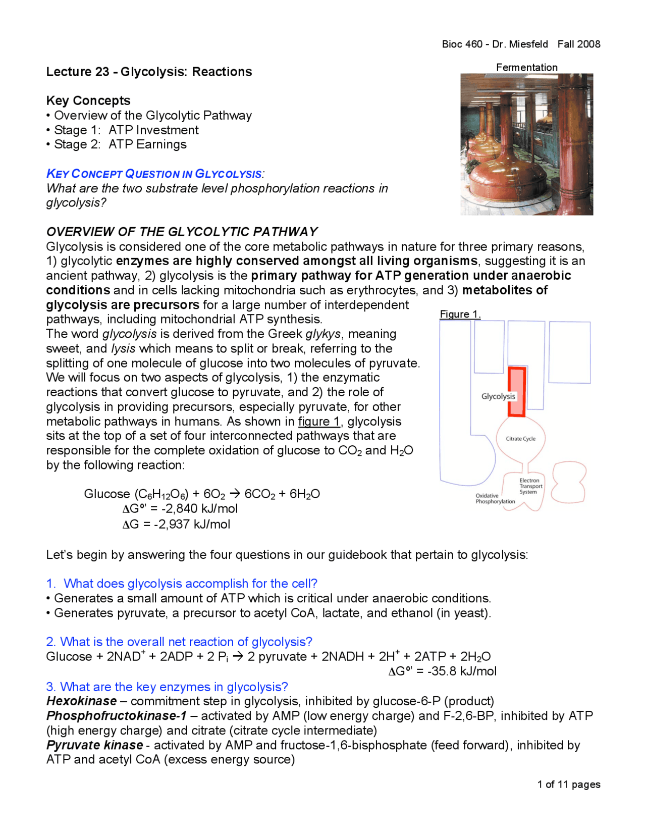 Lecture Notes On Glycolysis Reactions Bioc 460 Docsity