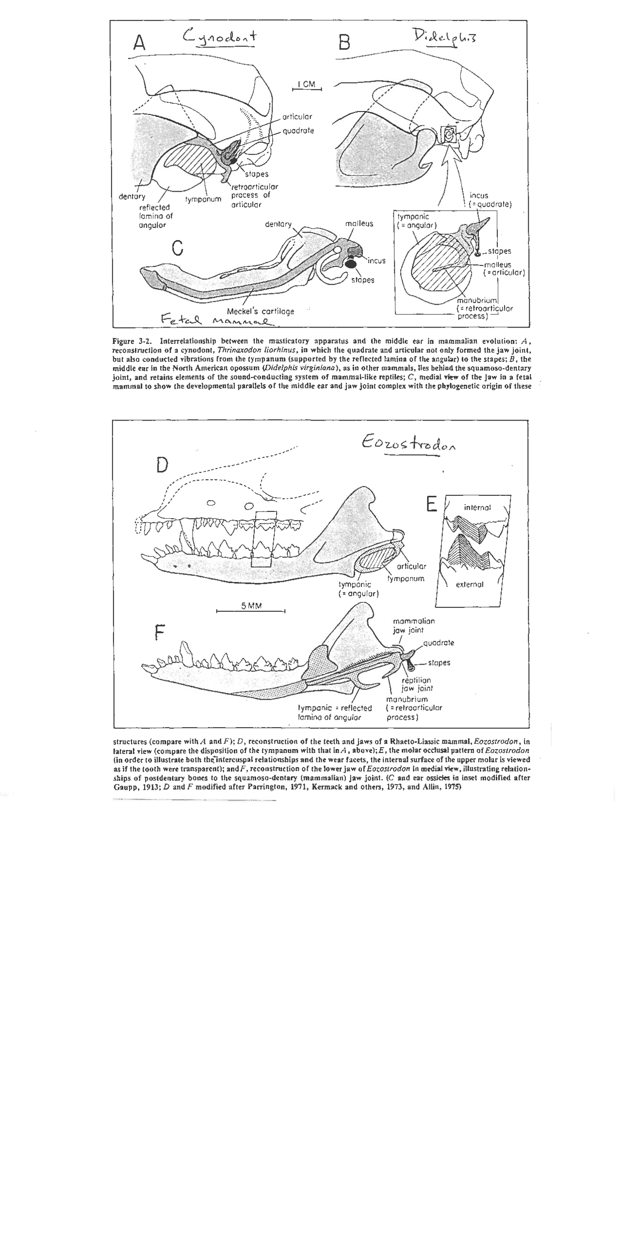 Notes On Fetal Mammal Mammalogy Ecol 485 Docsity