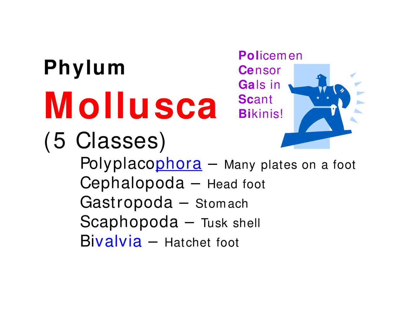 Phylum Mollusca Lecture Slides Bsc 2011l Docsity