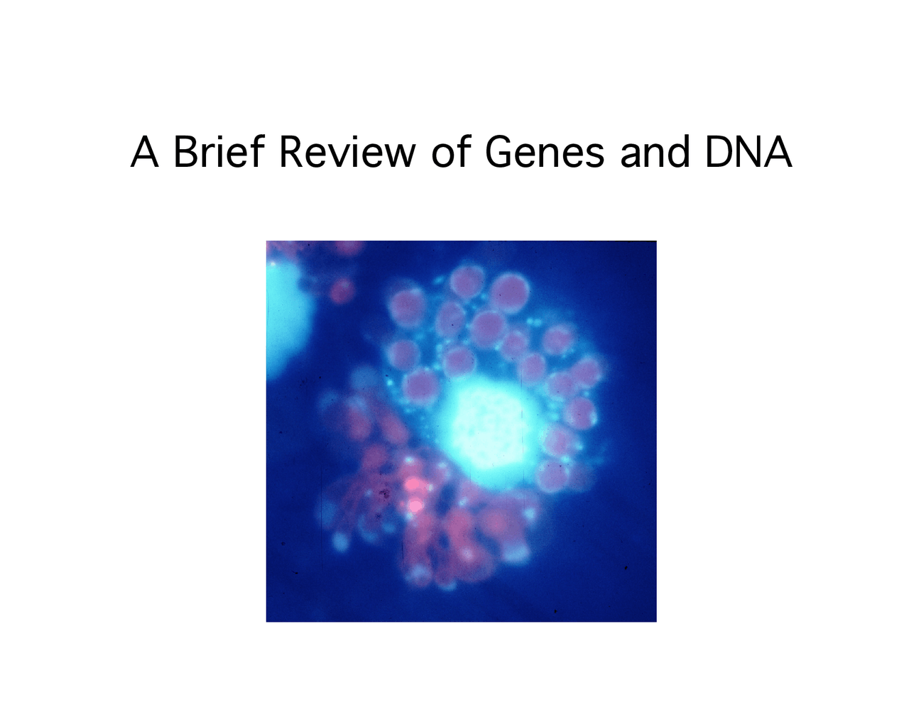 A Brief Review Of Genes And Dna Lecture Slides Ecol 320 Docsity