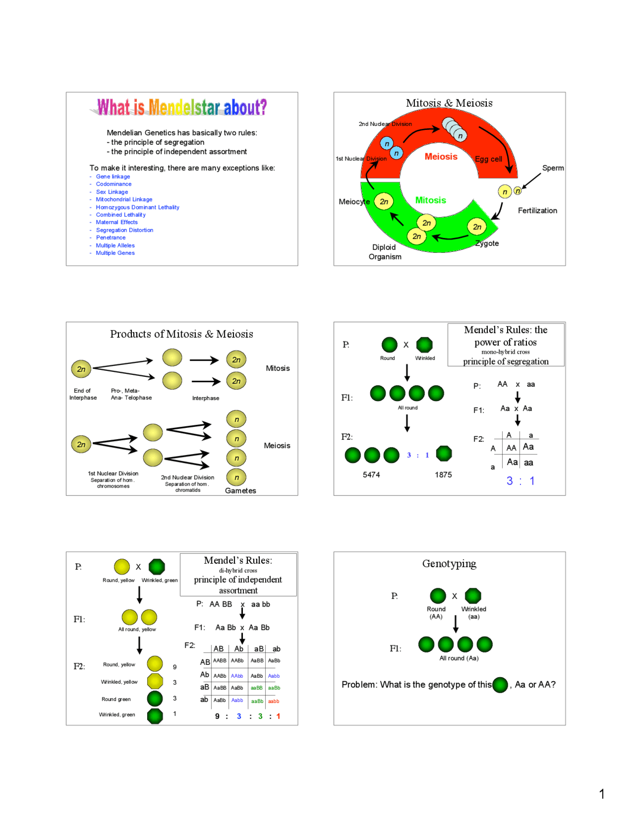 Notes on Mendel star, Product of Mitosis and Meiosis | MCB 422 - Docsity