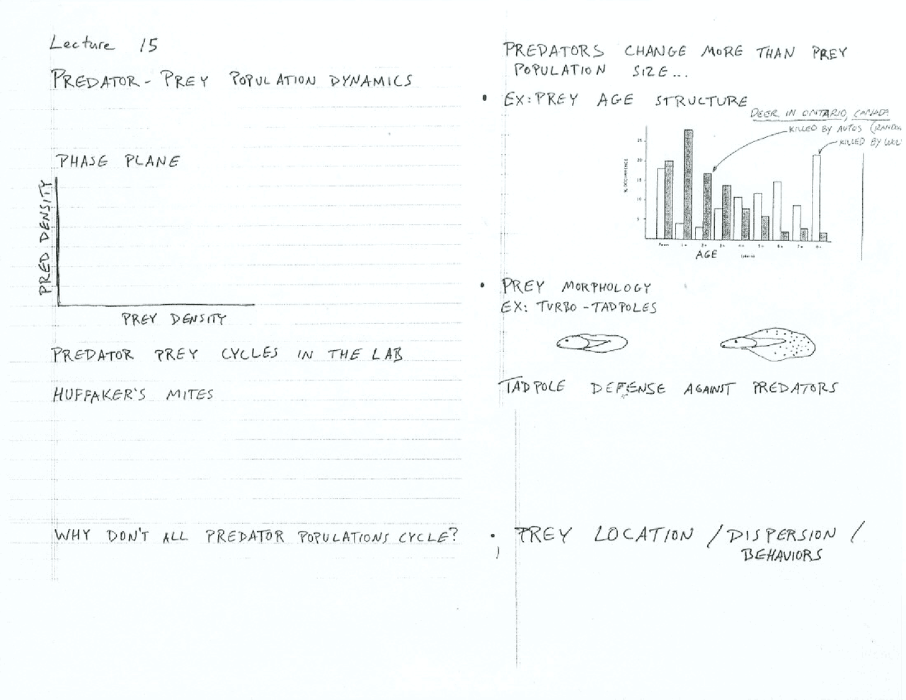 Predator Prey Population Dynamics Handout General Ecology Pcb