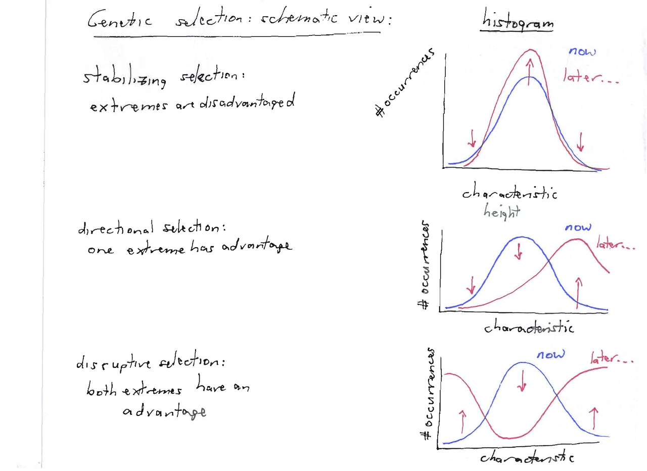 Handwritten Notes On Genetic Selection Earth And Its Environments