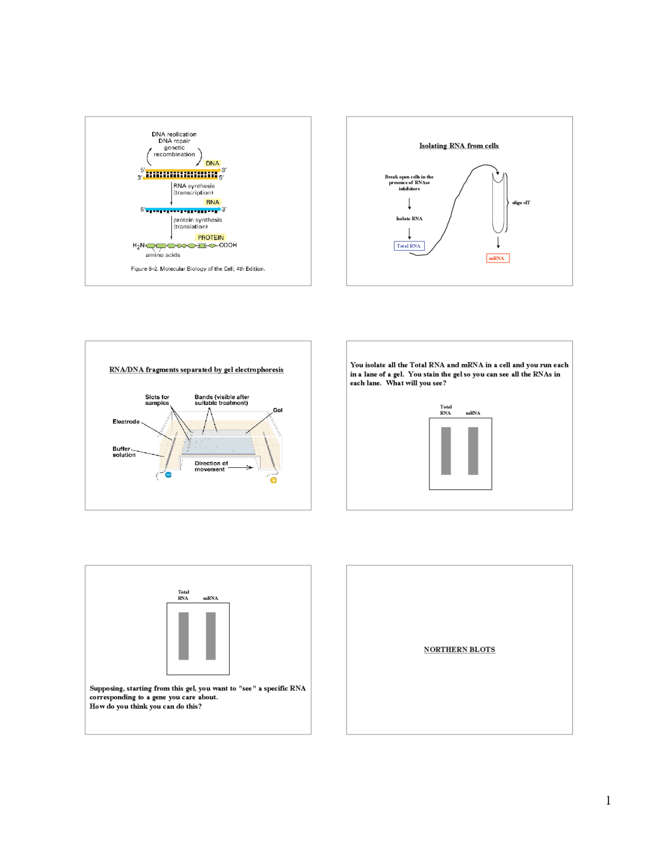DNA Replication, DNA Repair Genetic Recombination, Gel Electrophoresis ...
