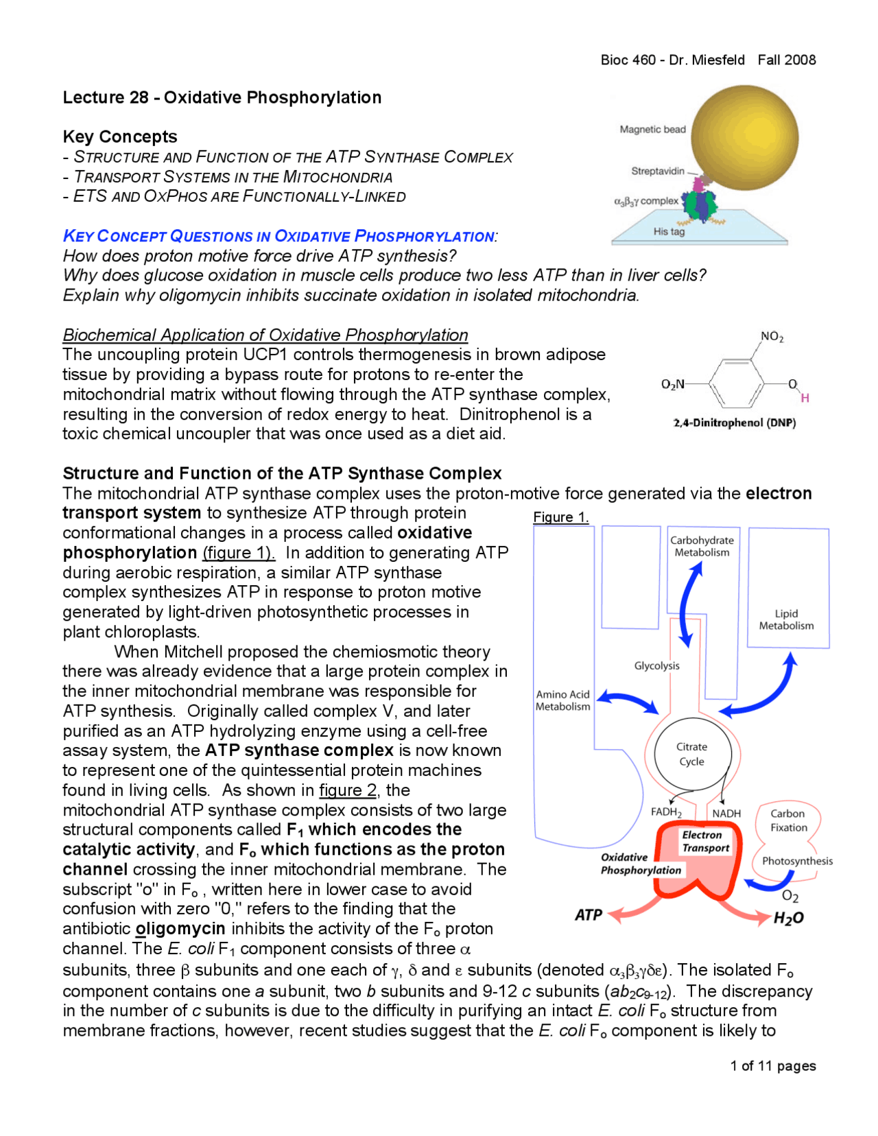 Oxidative Phosphorylation Lecture Notes Bioc 460 Docsity