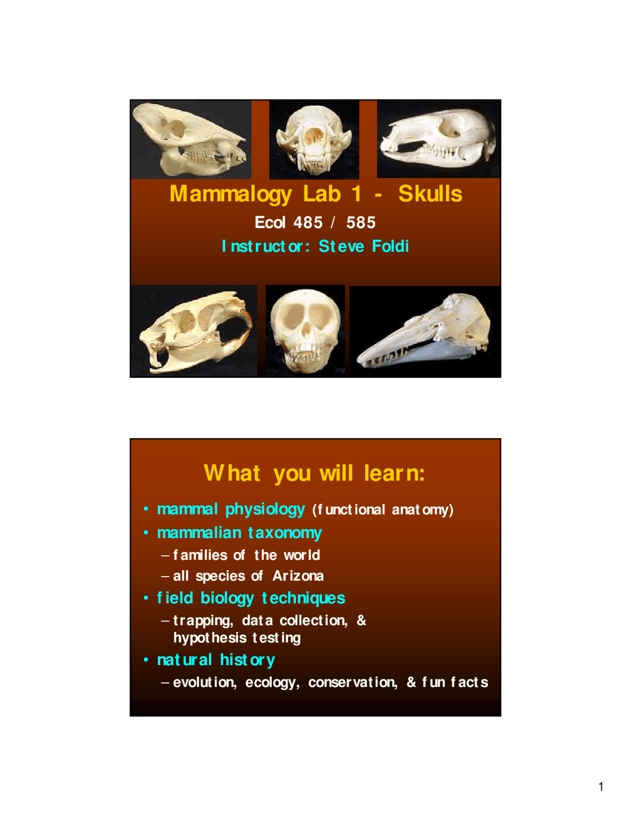 Slides On Mammal Physiology Mammalian Taxonomy Mammalogy Lab 1