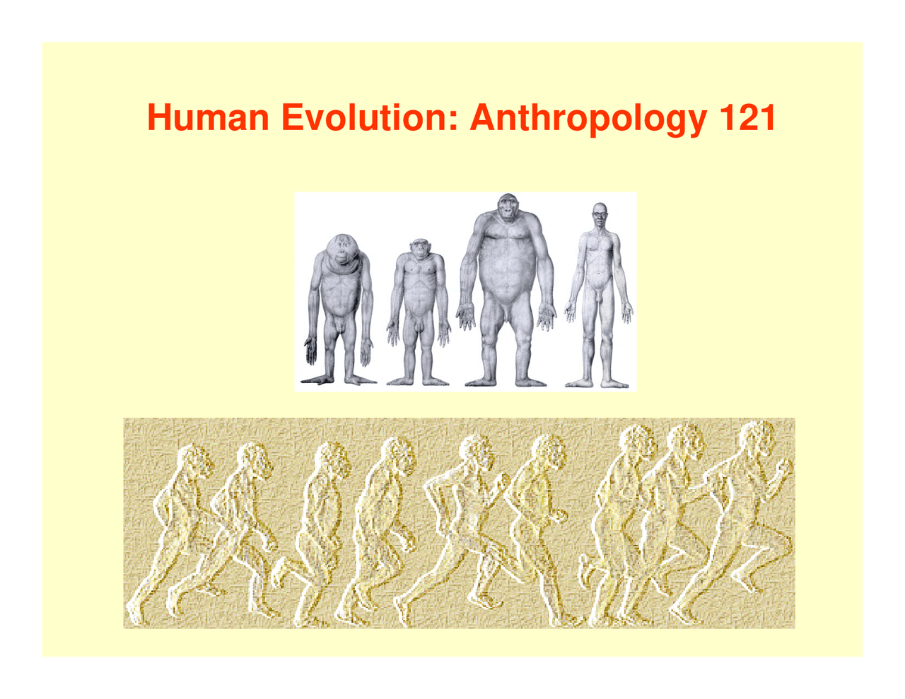 Human Evolution In Anthropology Lecture Slides Anth 121 Docsity