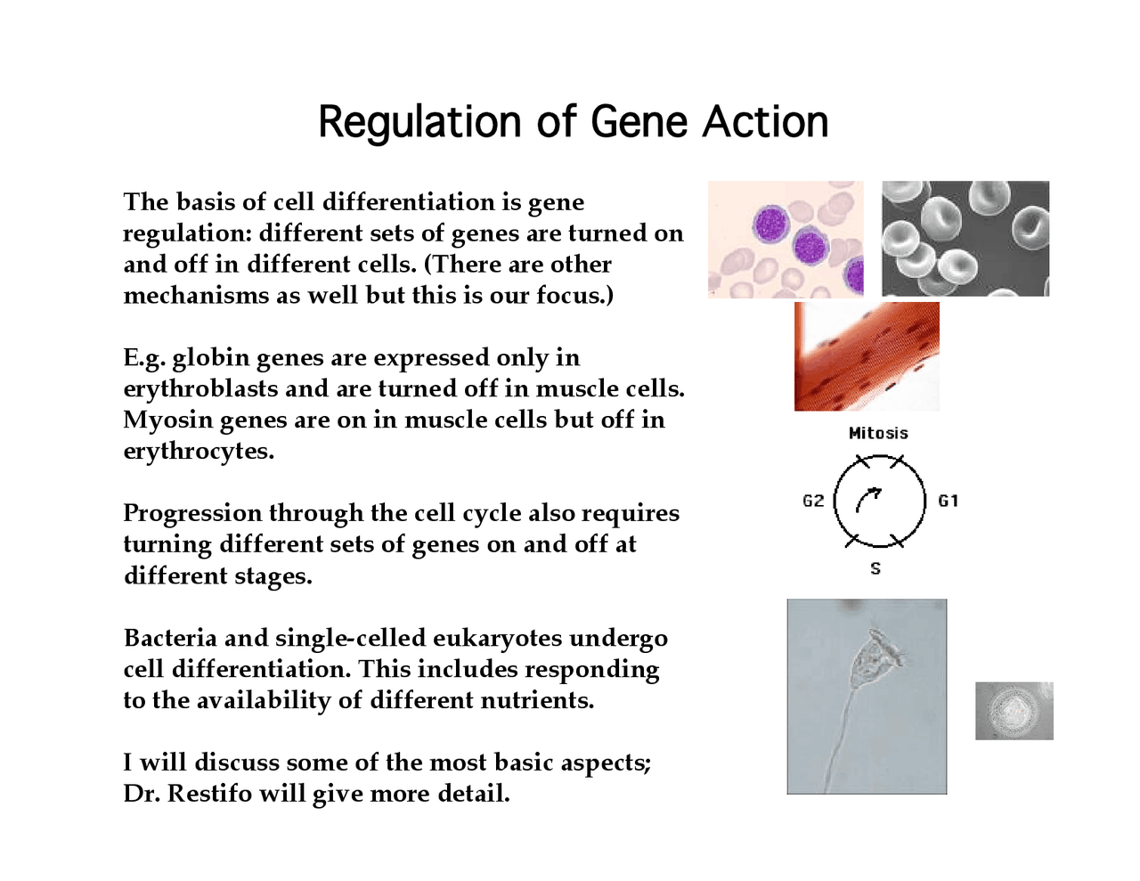 Notes On Regulation Of Gene Action Genetics Ecol 320 Docsity