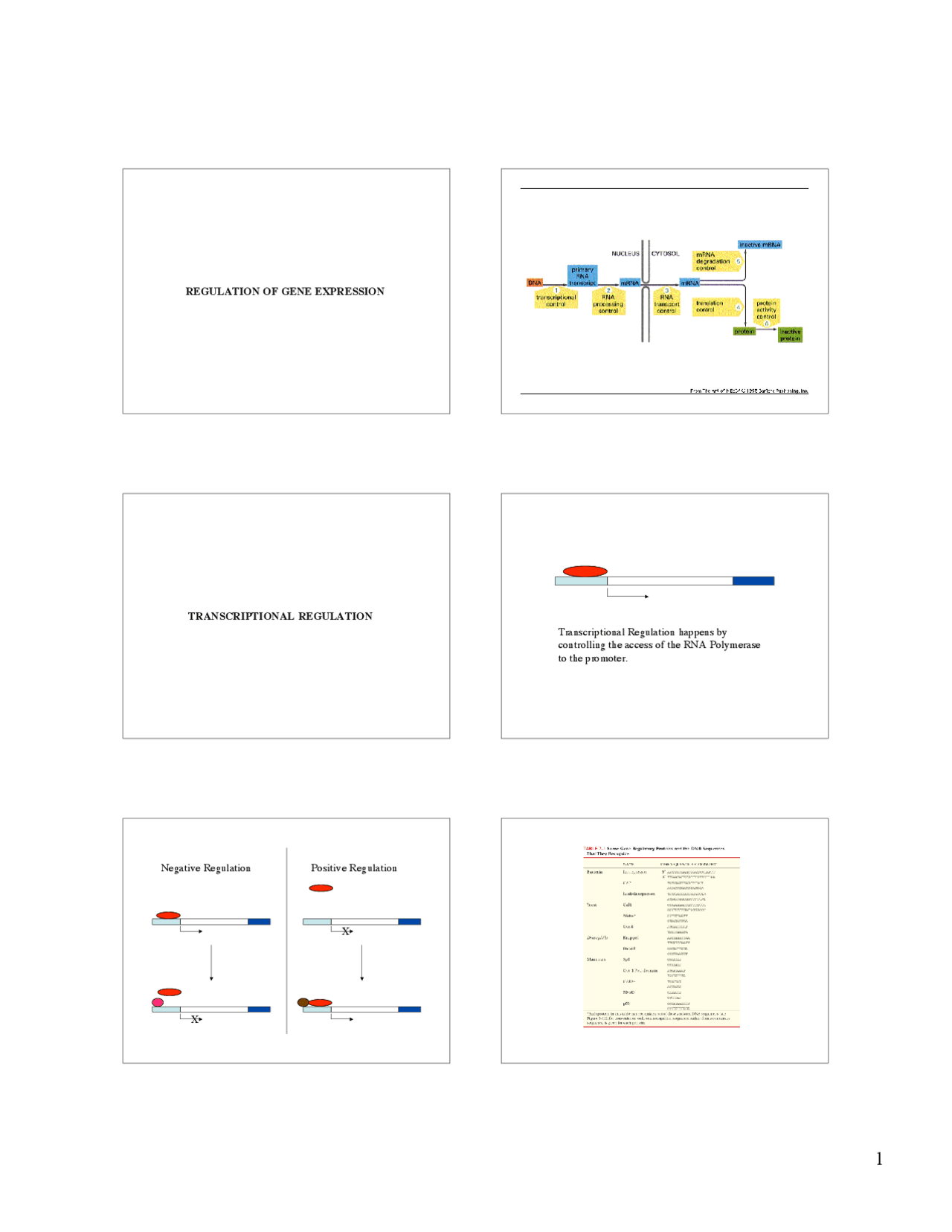 Lecture Slides on Regulation of Gene Expression | MCB 411 - Docsity