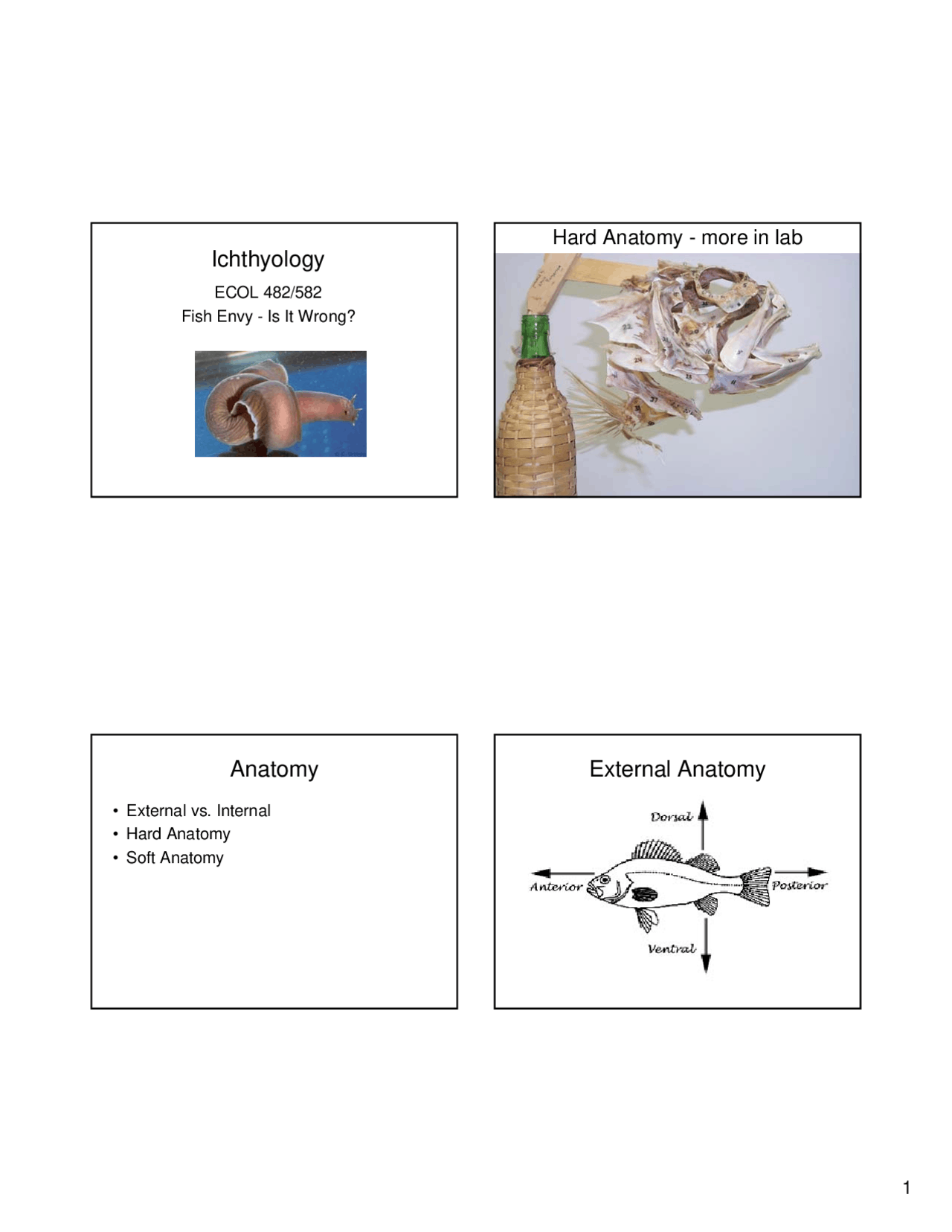 Lecture Slides On Anatomy Ichthyology Ecol 482 Docsity