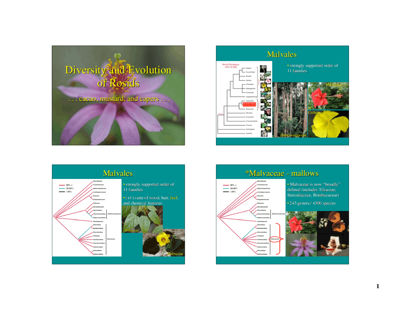 Diversity And Evolution Of Rosids Lecture Slides Botany 400 Docsity