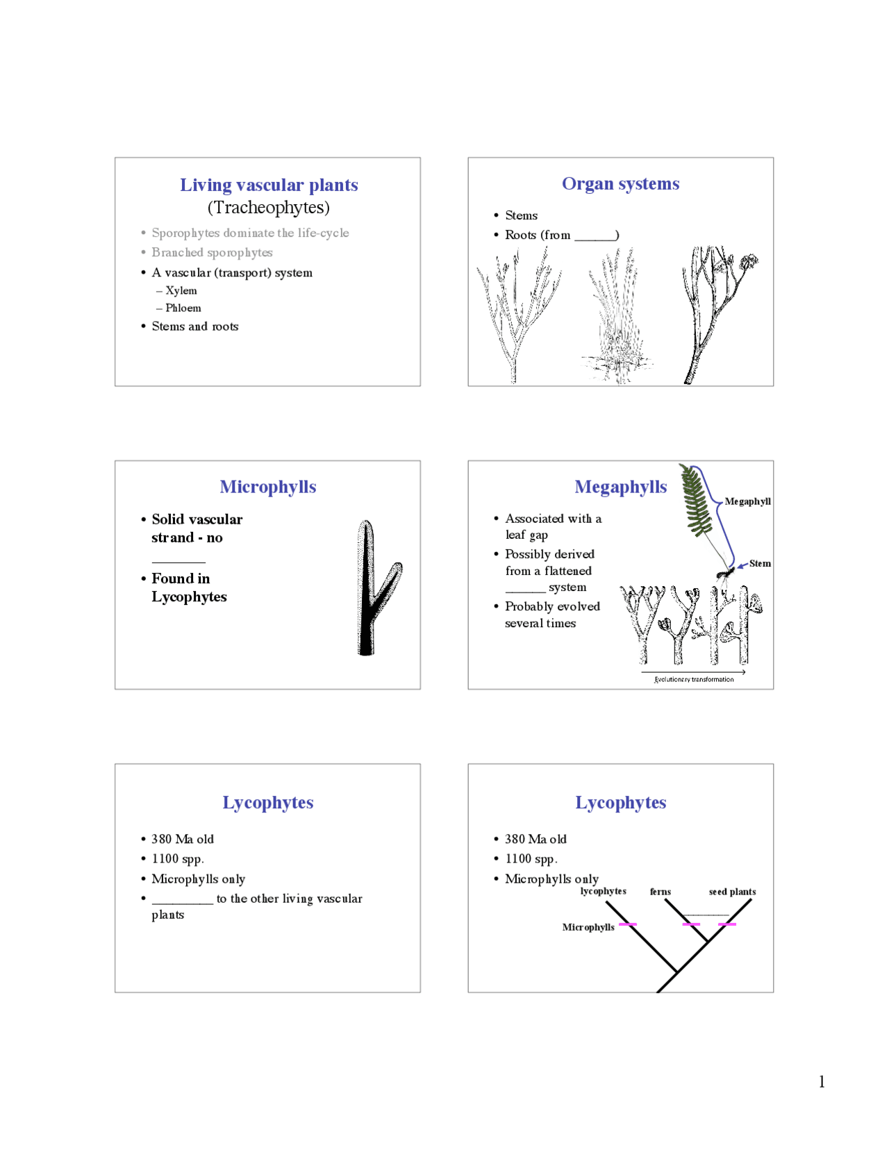 What is the Seed Habit - Lecture Slides | BOTANY 130 - Docsity