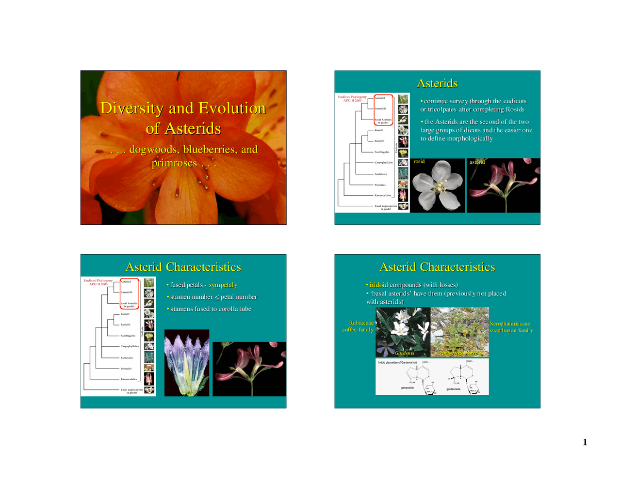 Diversity And Evolutions Of Asteroids Plant Systematics Slides