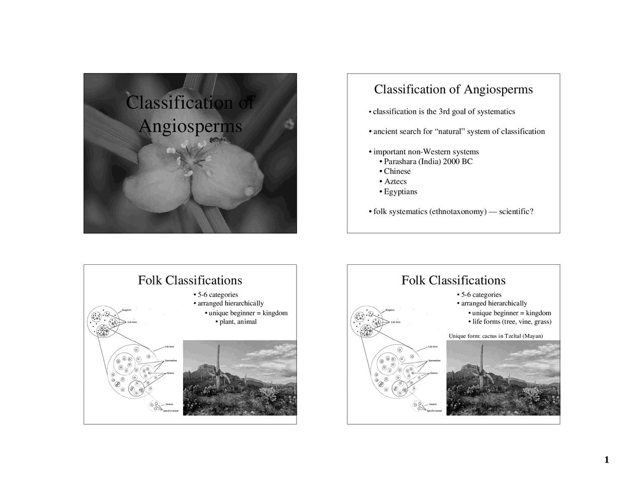 Lecture Slides On Classification Of Angiosperms Botany 400 Docsity