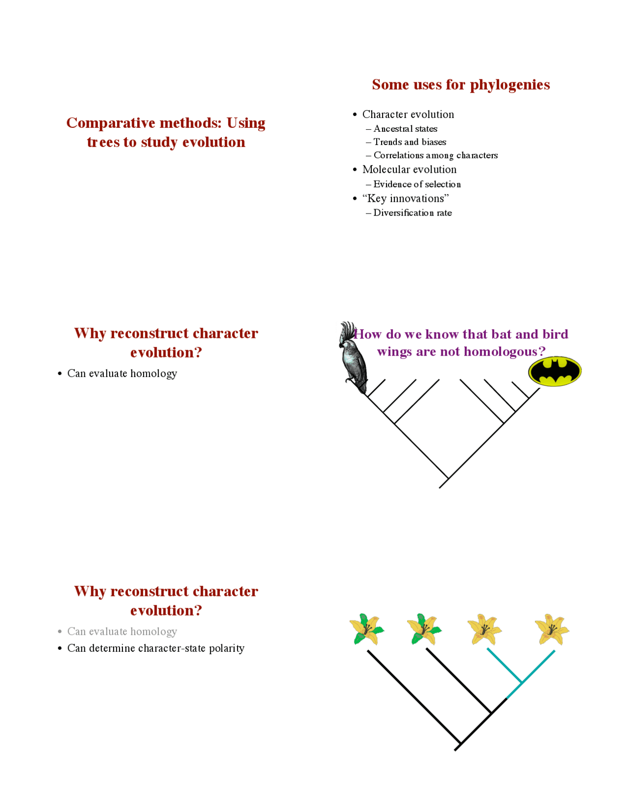 Comparative Methods: Using Trees to Study Evolution - Slides | BOTANY 563 - Docsity