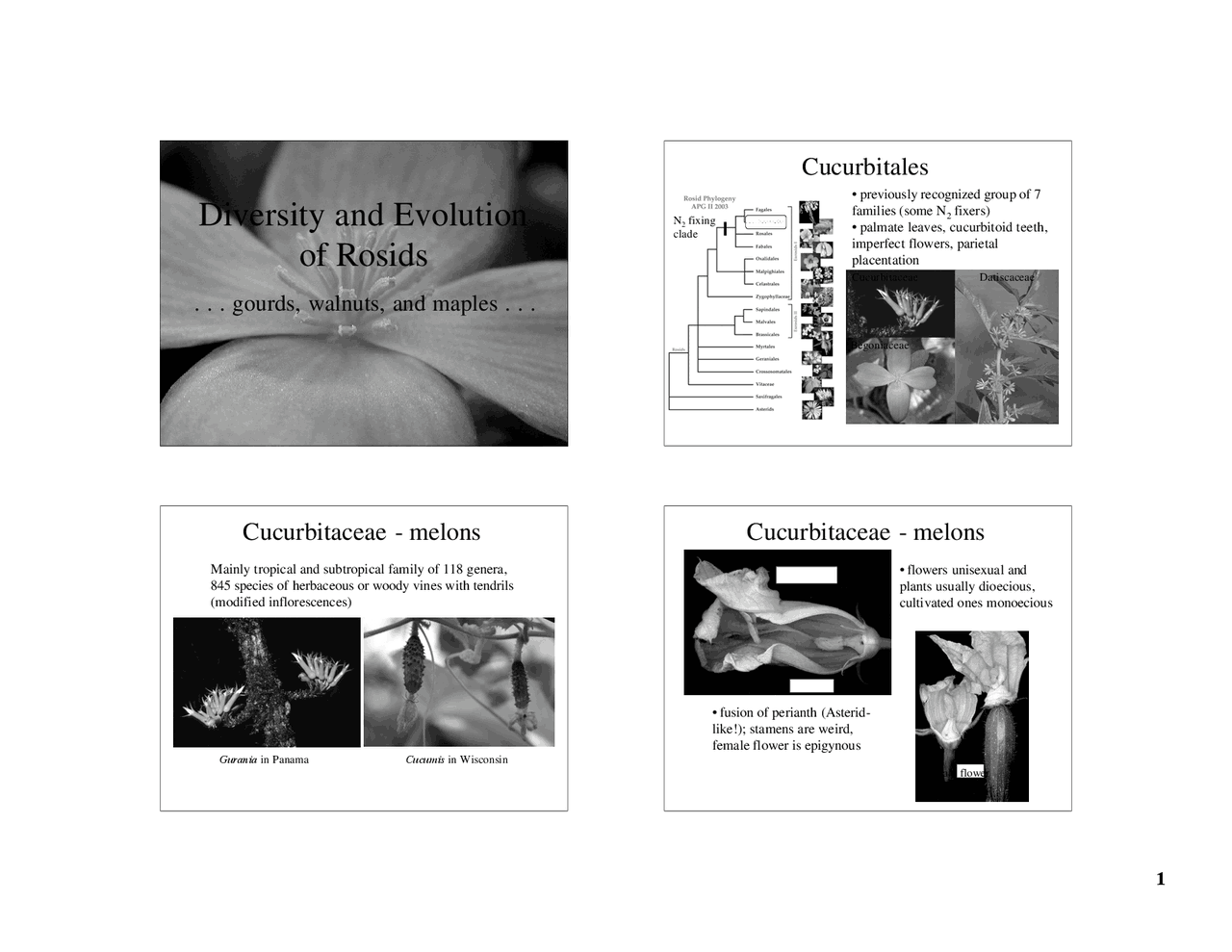 Lecture Slides Diversity And Evolution Of Rosids Gourds And Walnuts