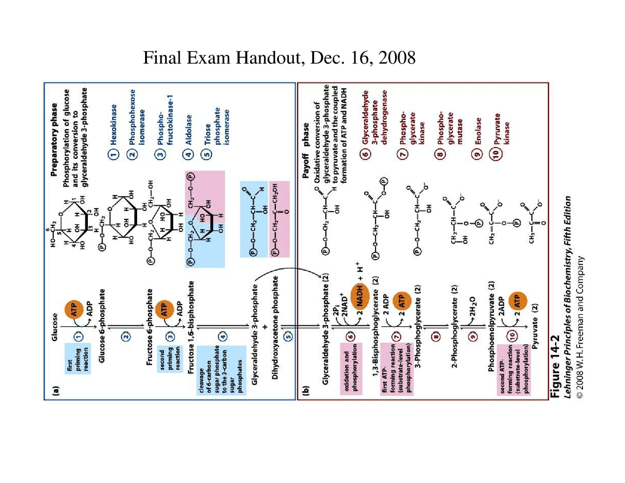 Final Exam Handout Introductory Biochemistry Chem 527 Docsity