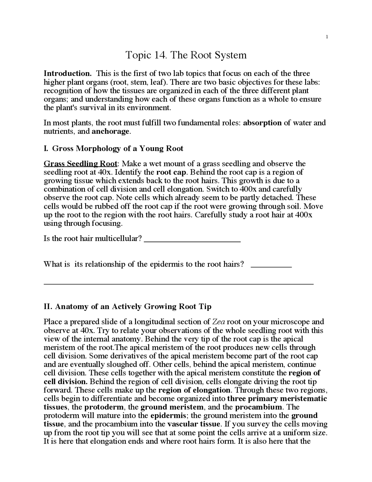 The Root System General Botany Botany 130 Docsity