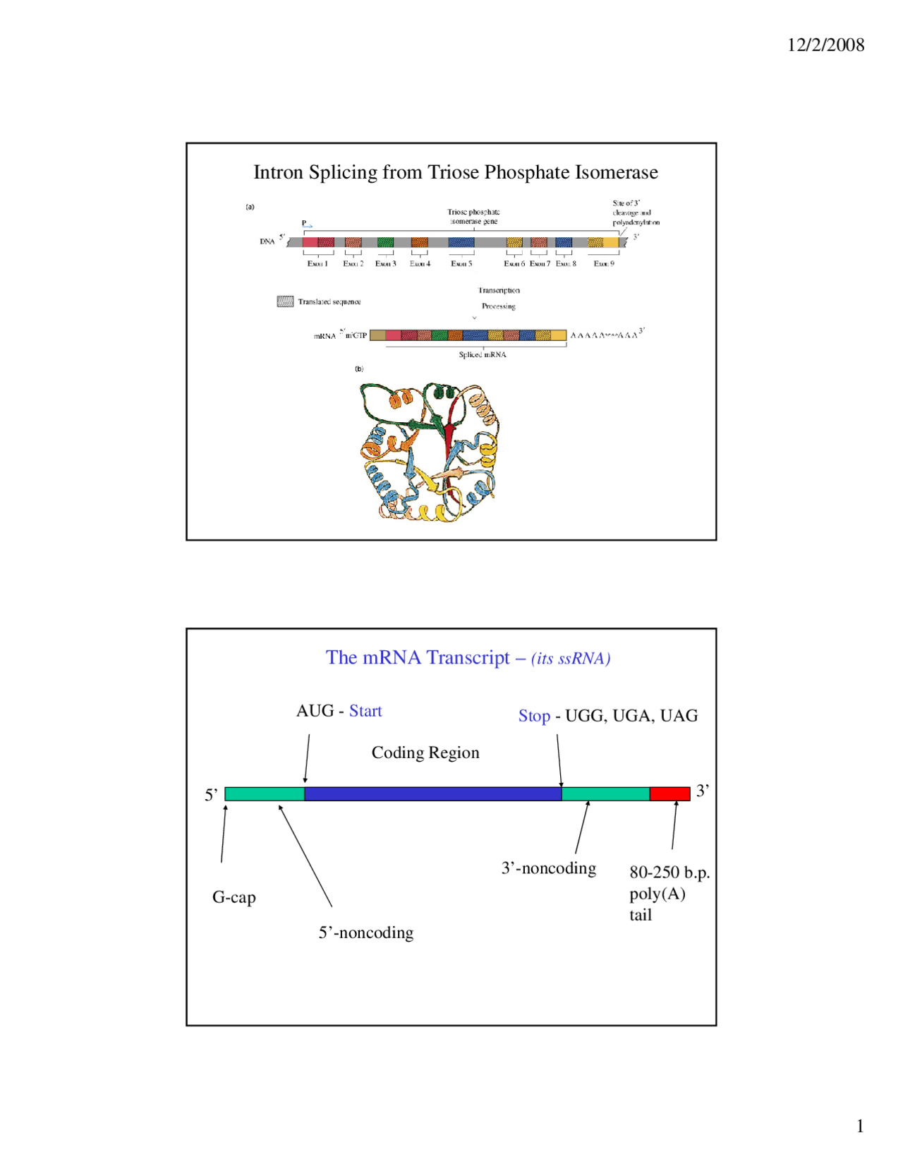 Intone Splicing From Triose Phosphate Isomerizes - Introductory ...