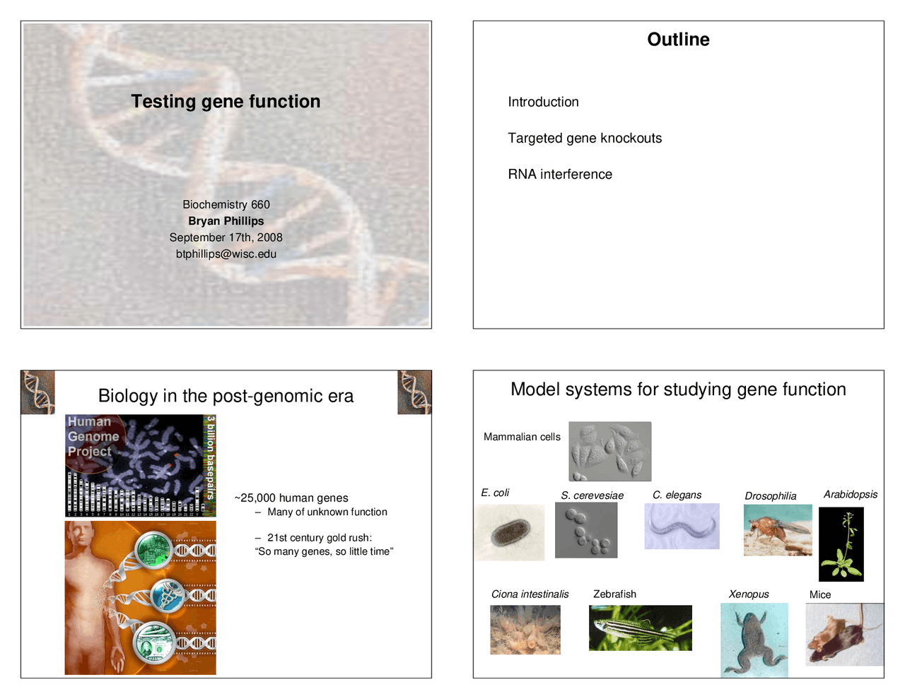 Testing Gene Function - Lecture Slides | BIOCHEM 660 - Docsity