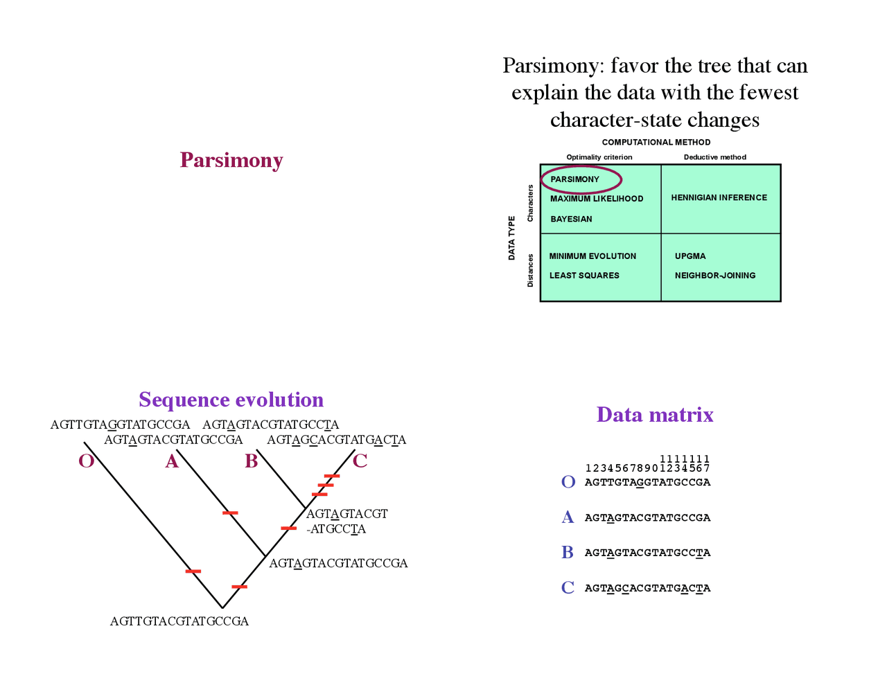 Parsimony Sequence Evolution Data Matrix Lecture Slides Botany