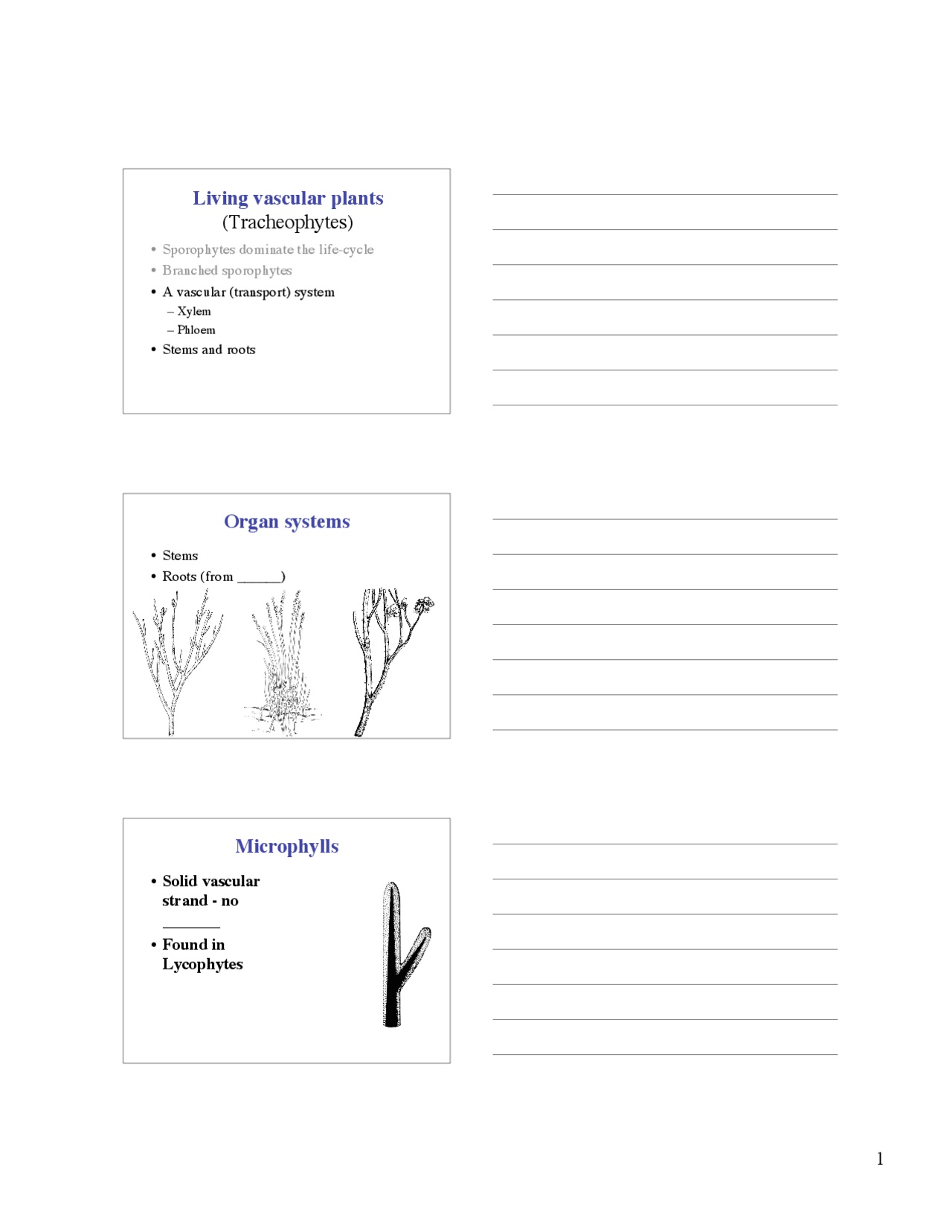 Living Vascular Plants - General Botany - Lecture Slides | BOTANY 130 - Docsity