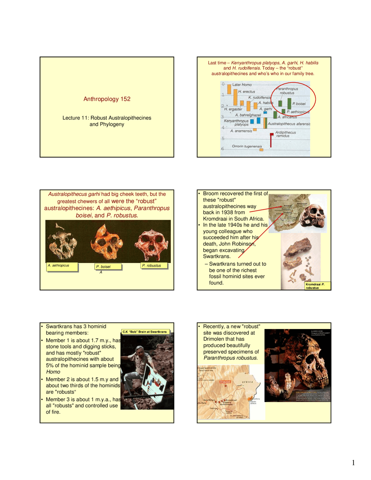 Robust Australopithecines And Phylogeny Lecture Slides Ant 152