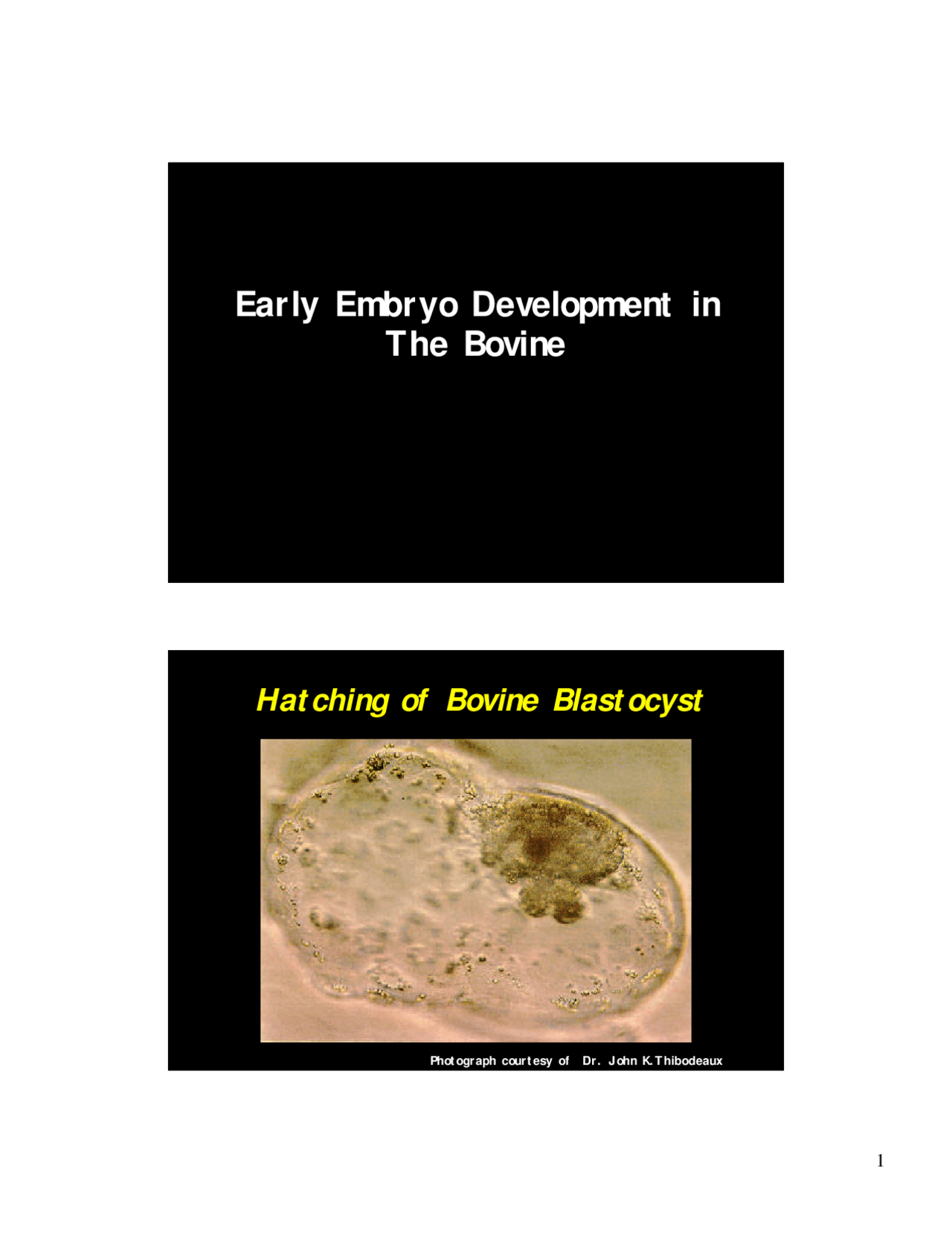 Early Embryo Development In The Bovine Lecture Slides Ans 3319