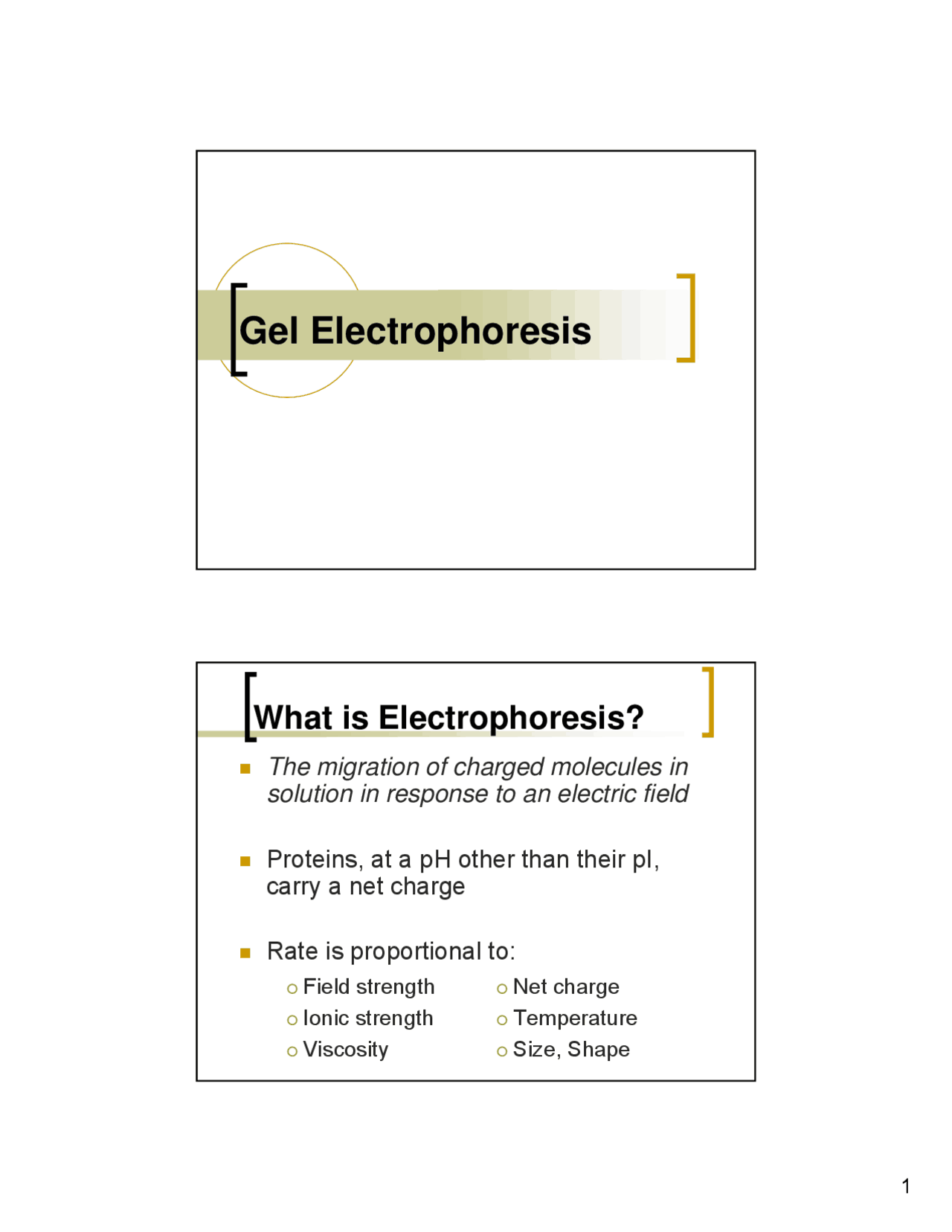 Gel Electrophoresis Lecture Slides Bch 6107 Docsity